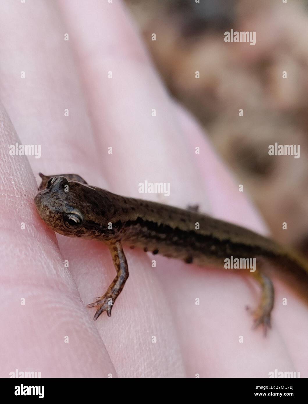 Northern Two-lined Salamander (Eurycea bislineata Stock Photo - Alamy