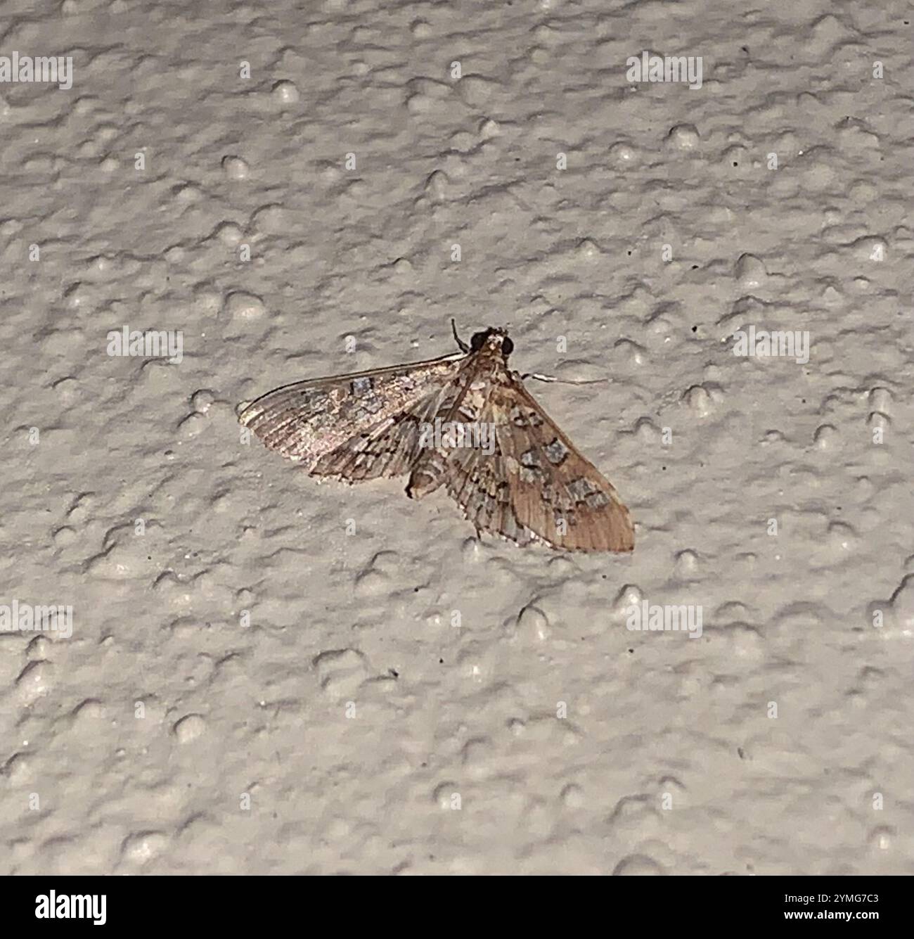 Stained-glass Moth (Samea castellalis Stock Photo - Alamy
