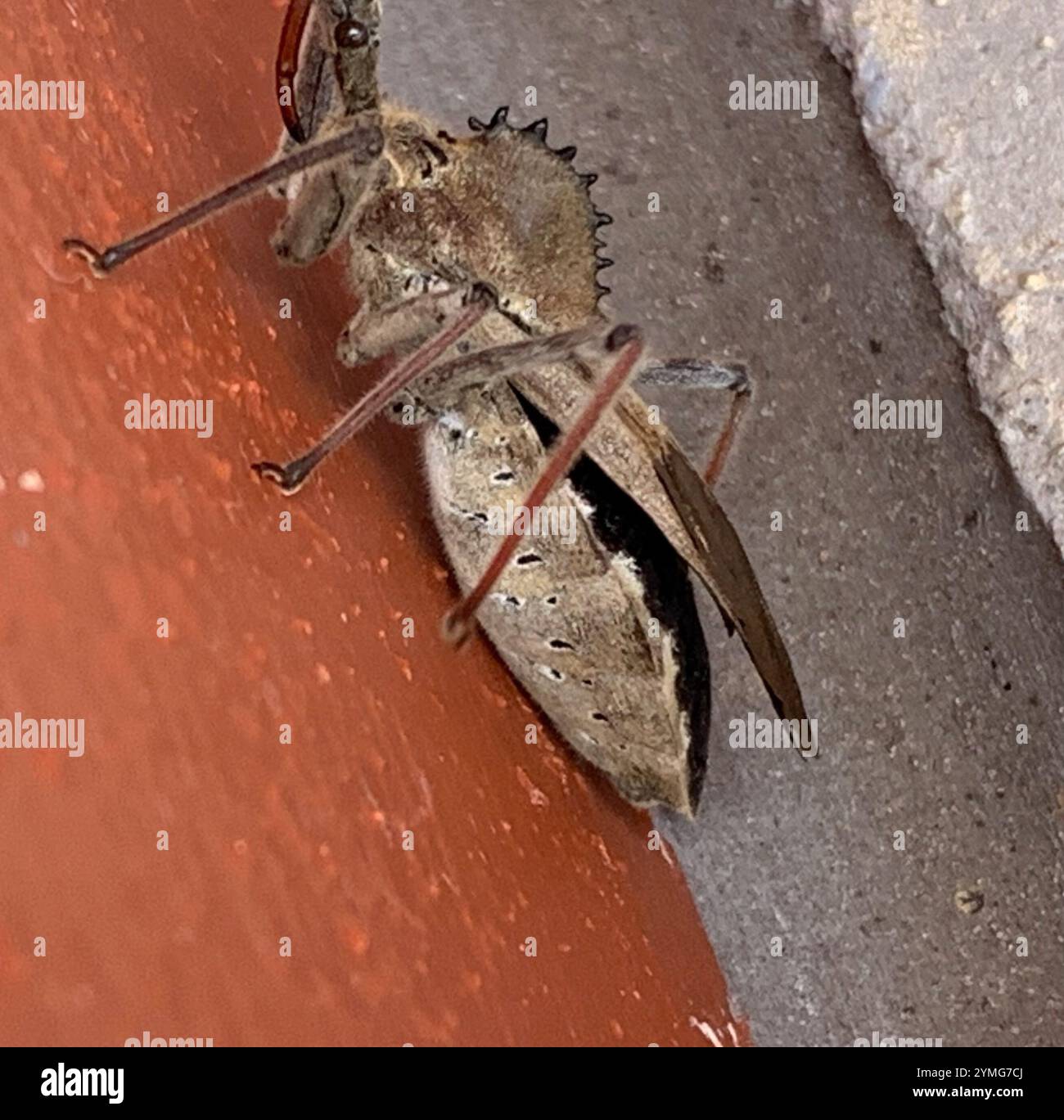 North American Wheel Bug (Arilus cristatus Stock Photo - Alamy