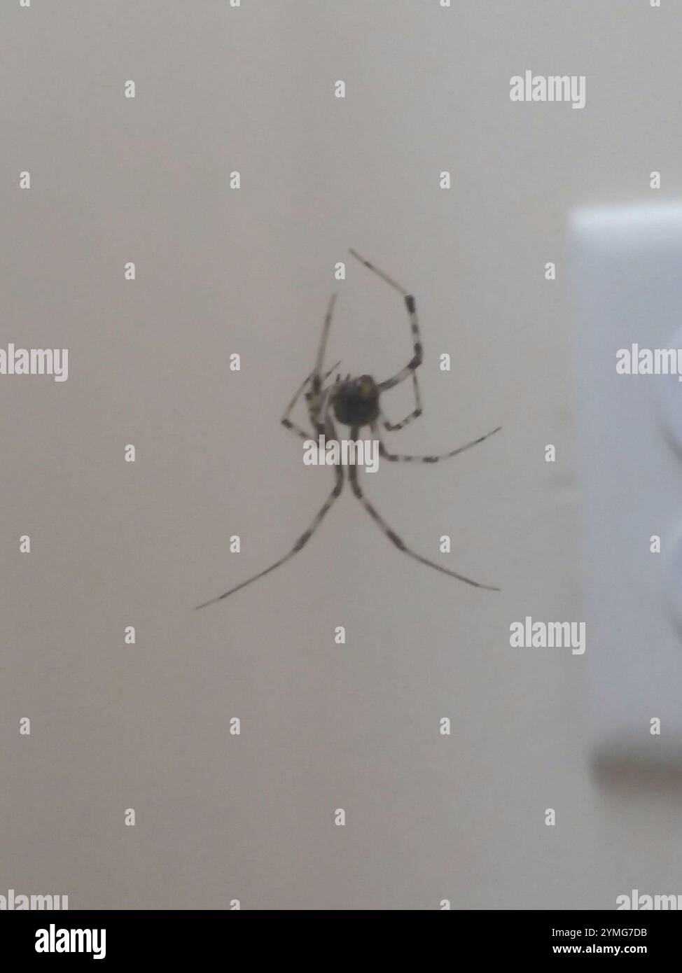 Common House Spider (Parasteatoda tepidariorum Stock Photo - Alamy