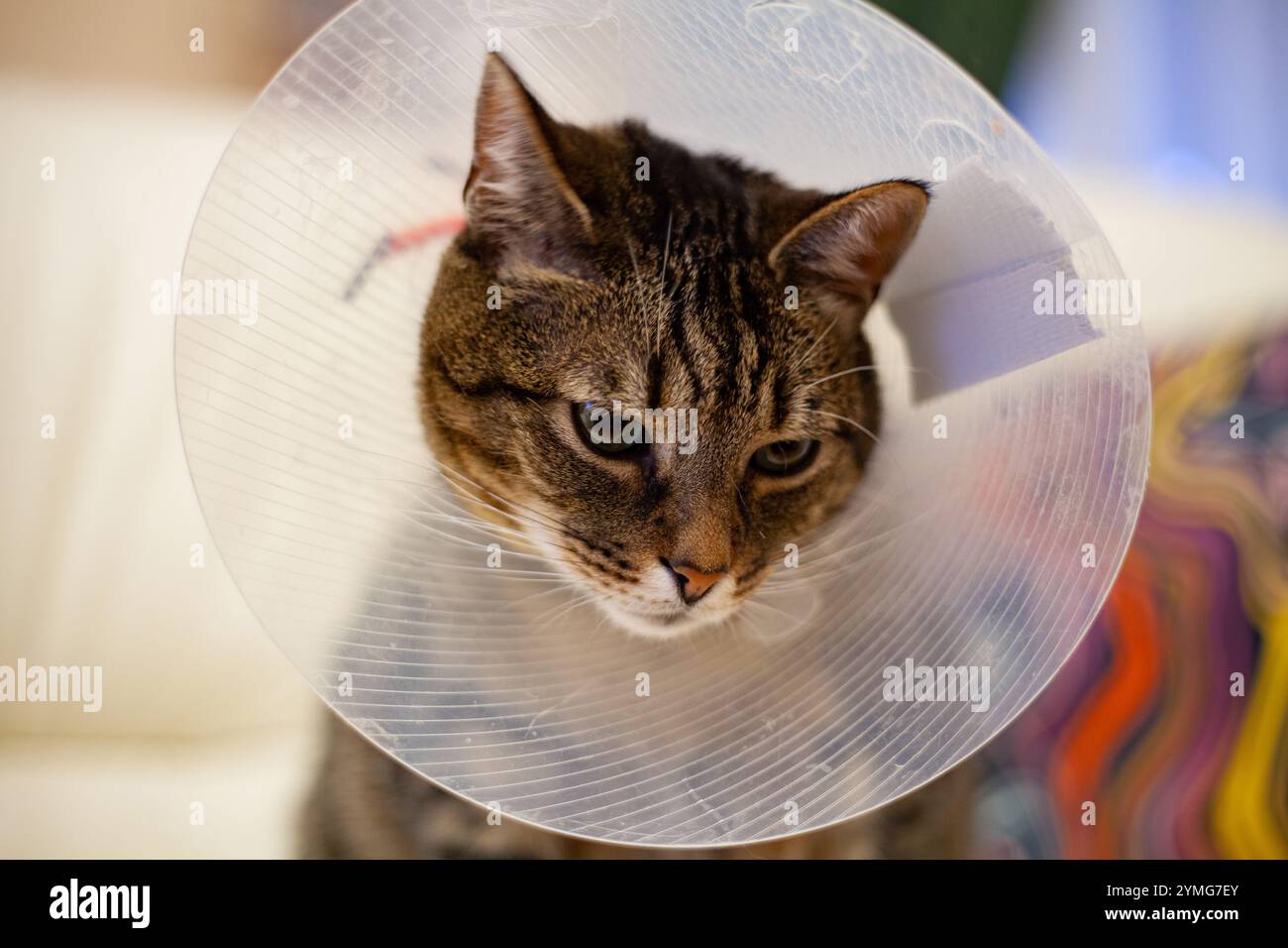 Very sad cat in a post-operative cone after a surgery Stock Photo - Alamy