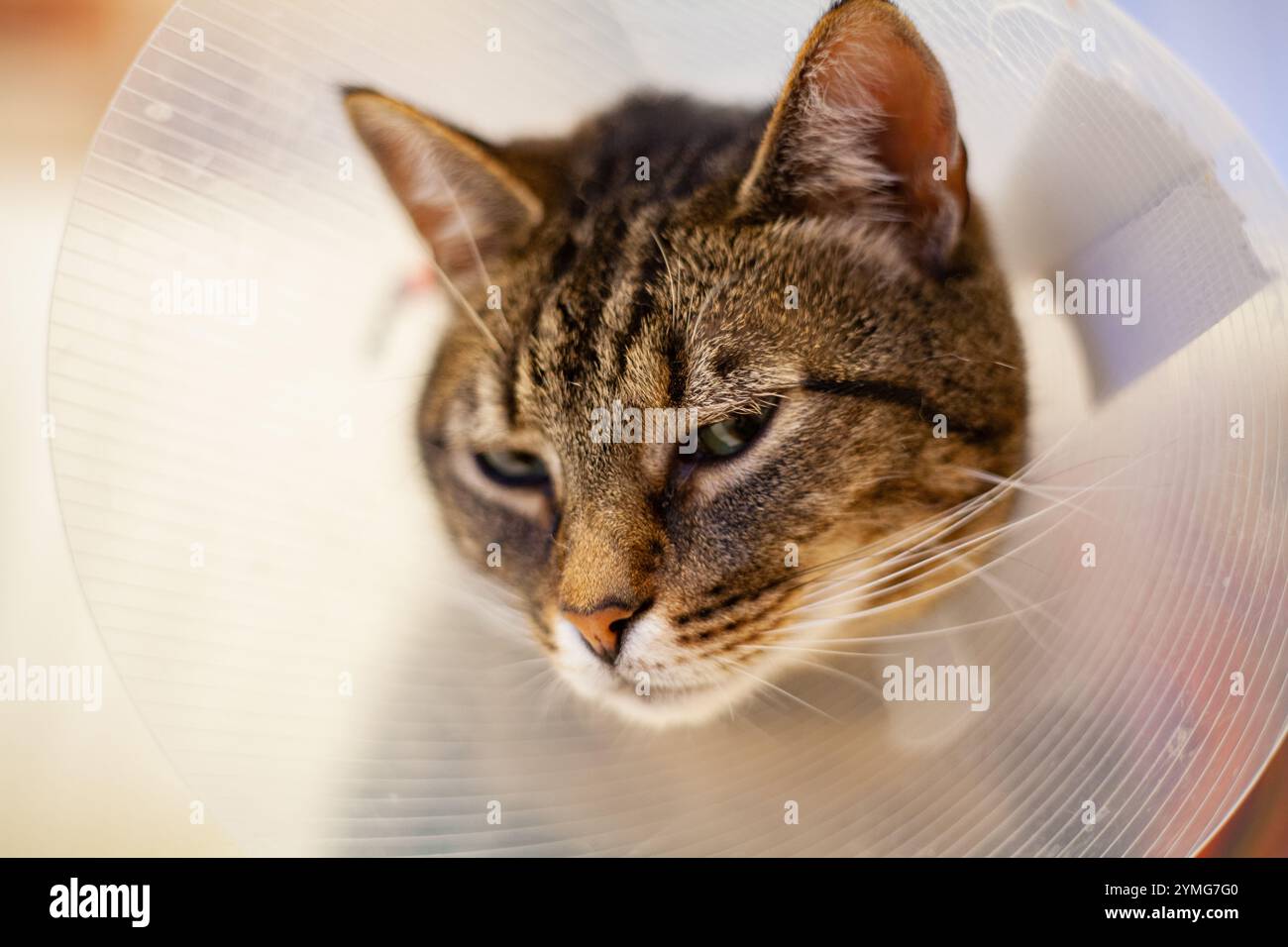 Very sad cat in a post-operative cone after a surgery Stock Photo - Alamy