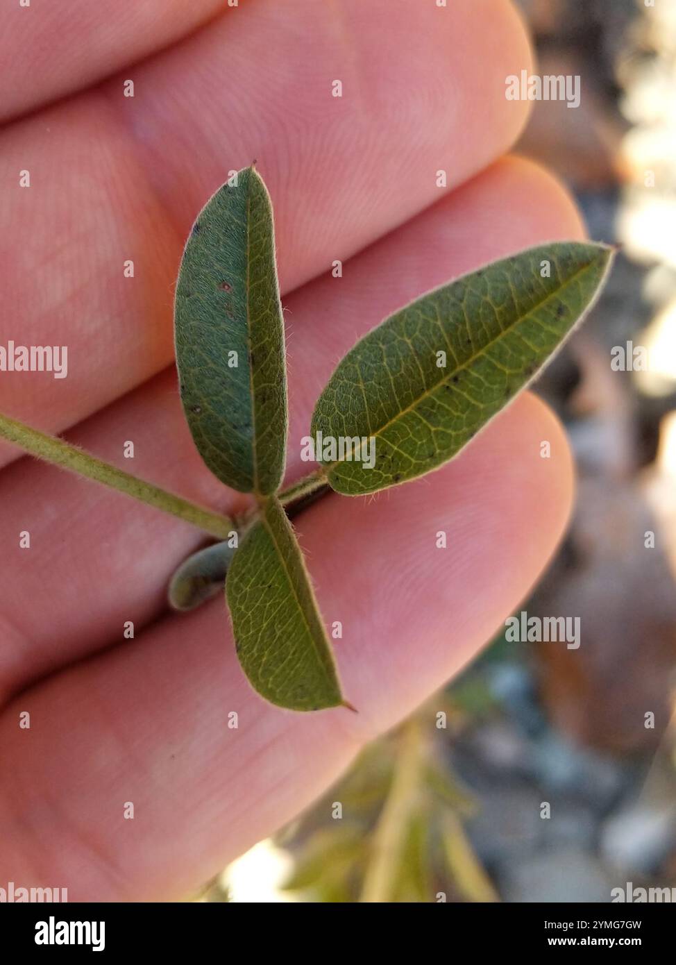 round-headed bush clover (Lespedeza capitata Stock Photo - Alamy