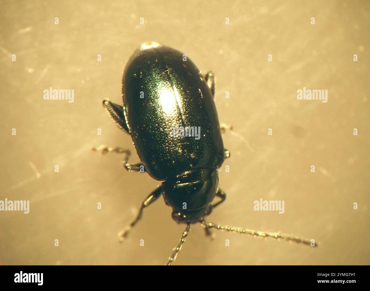 Metallic Flea Beetles (Altica Stock Photo - Alamy