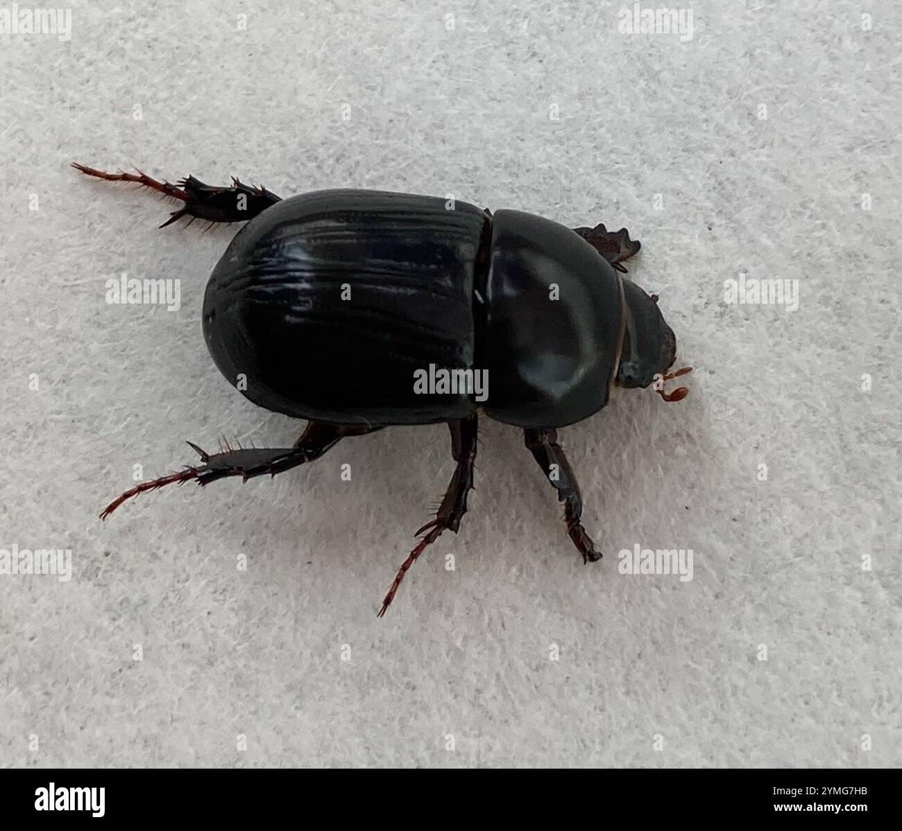 African Black Beetle (Heteronychus arator Stock Photo - Alamy