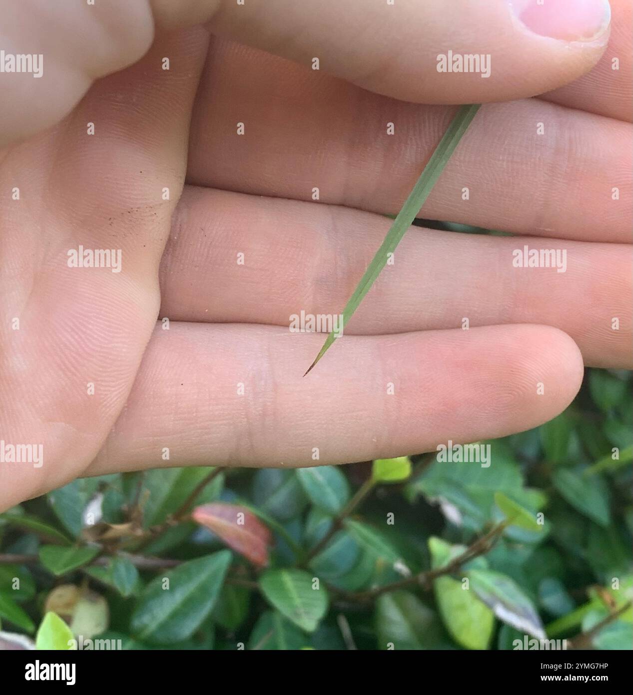 Brevifolius hi-res stock photography and images - Alamy