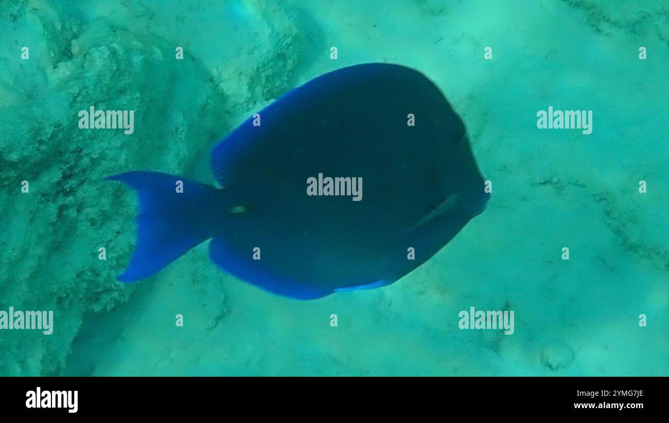 Atlantic Blue Tang (Acanthurus coeruleus Stock Photo - Alamy