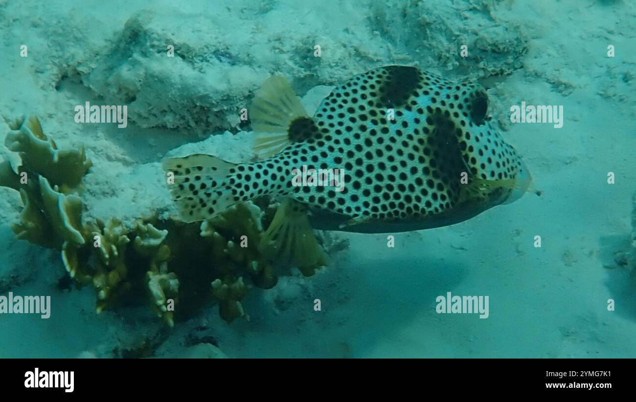 Spotted Trunkfish (Lactophrys bicaudalis Stock Photo - Alamy