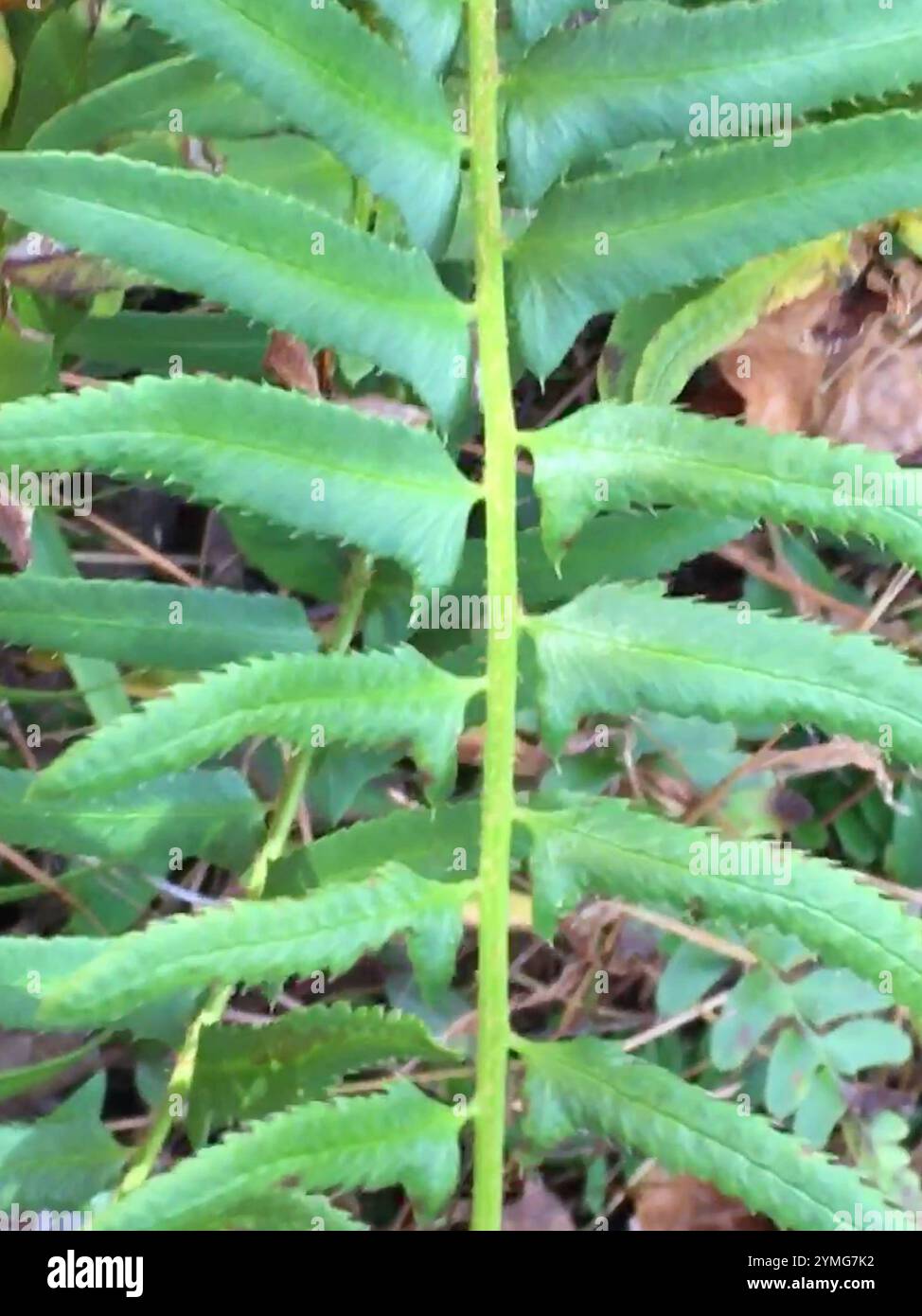 Christmas fern (Polystichum acrostichoides Stock Photo - Alamy