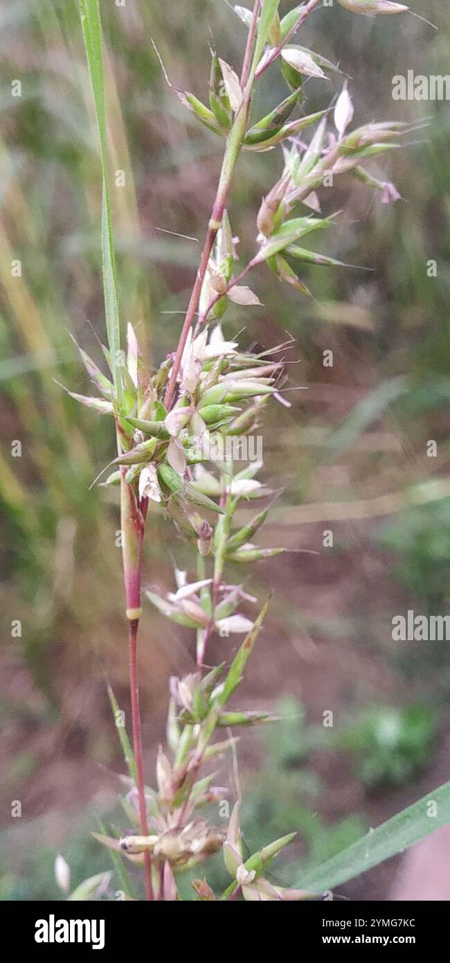 Glutene-rice Grass (Apluda mutica Stock Photo - Alamy