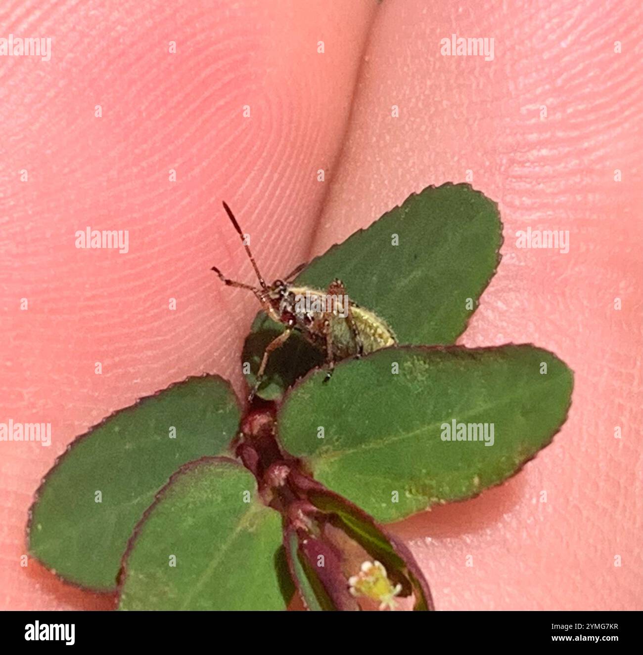 True Bugs, Hoppers, Aphids, and allies (Hemiptera Stock Photo - Alamy