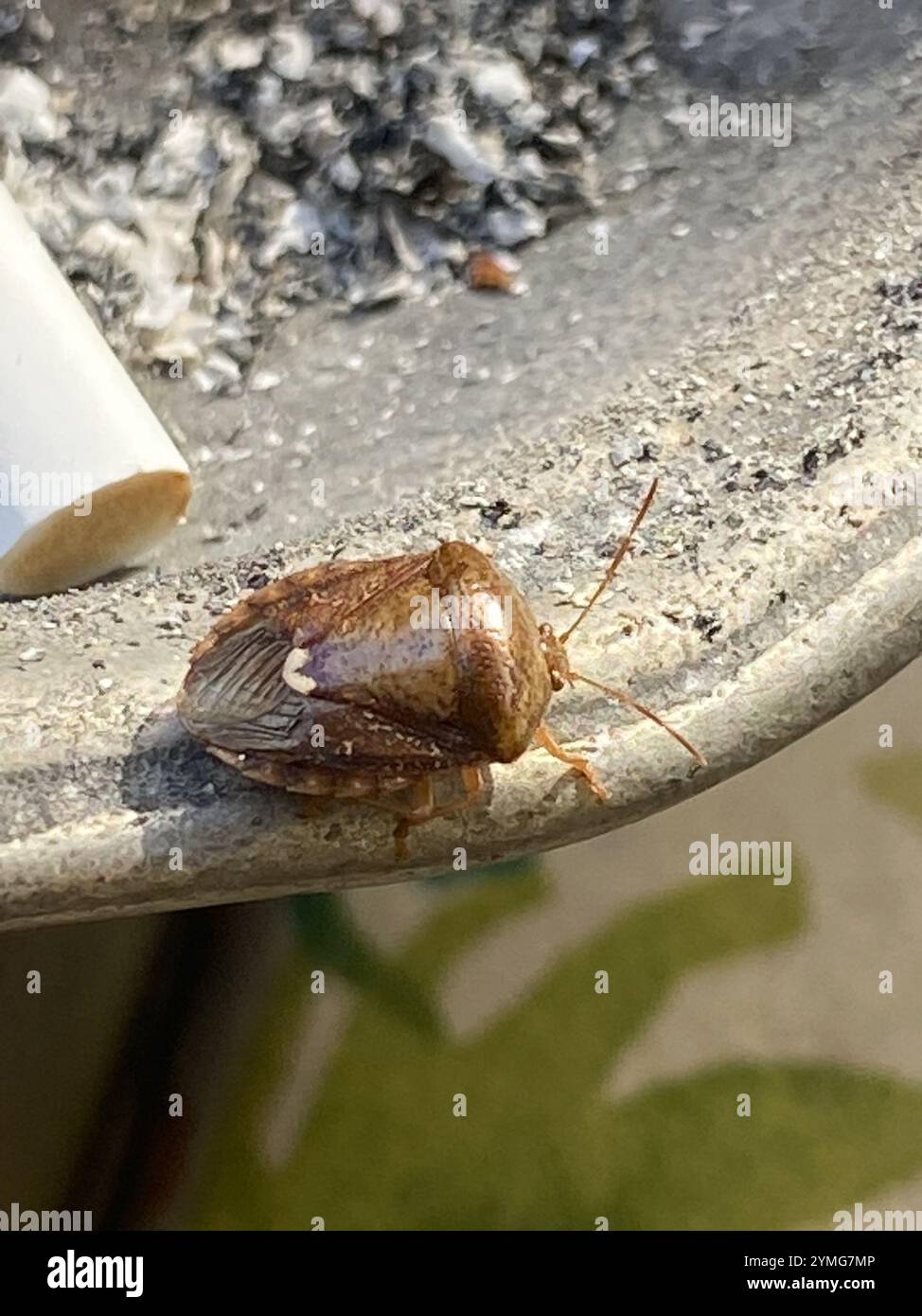 Ascra hi-res stock photography and images - Alamy