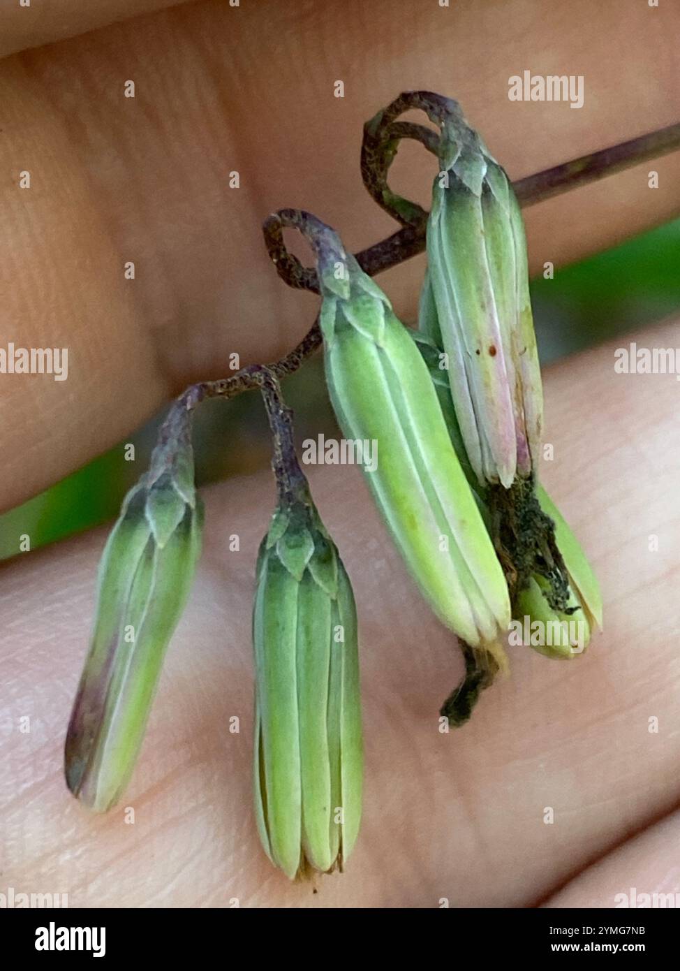 three-leaved rattlesnake root (Nabalus trifoliolatus Stock Photo - Alamy