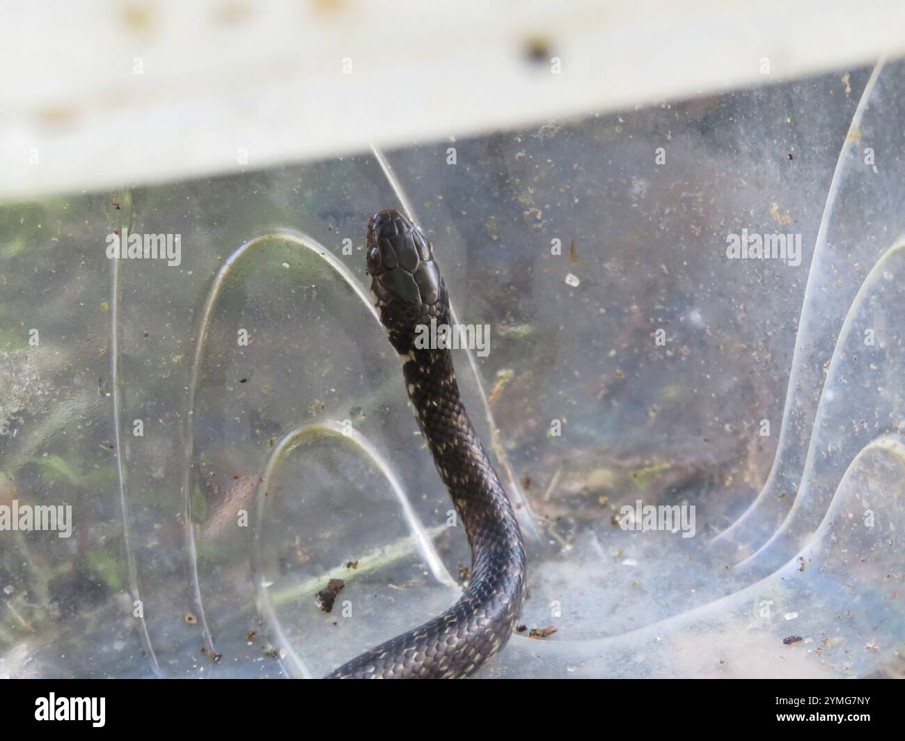 Cobella hi-res stock photography and images - Alamy