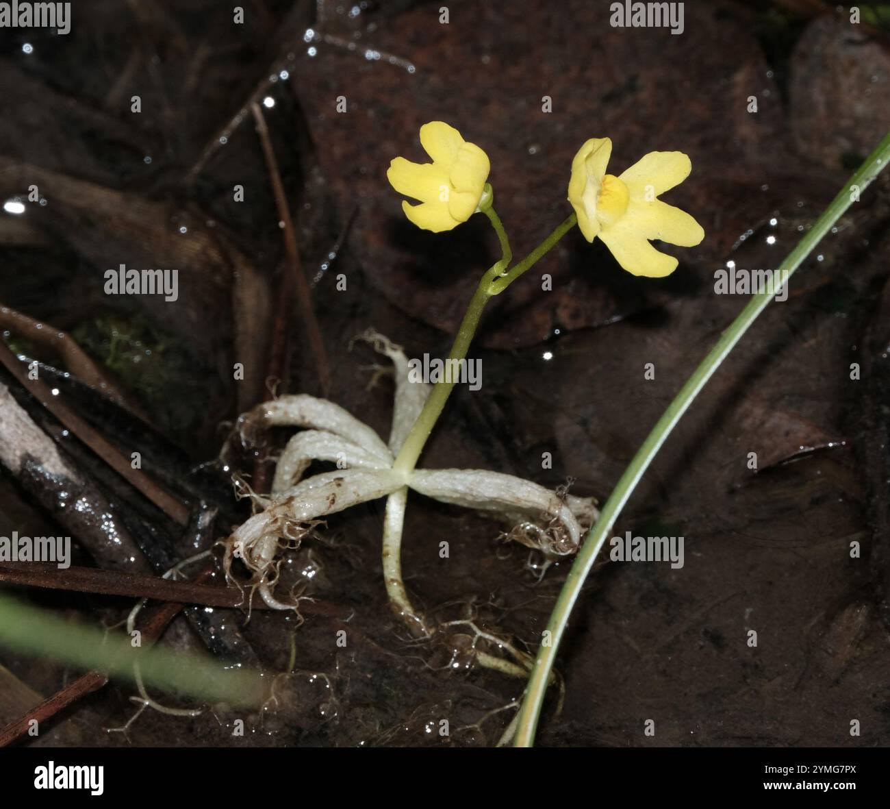 Small Swollen Bladderwort (Utricularia radiata Stock Photo - Alamy