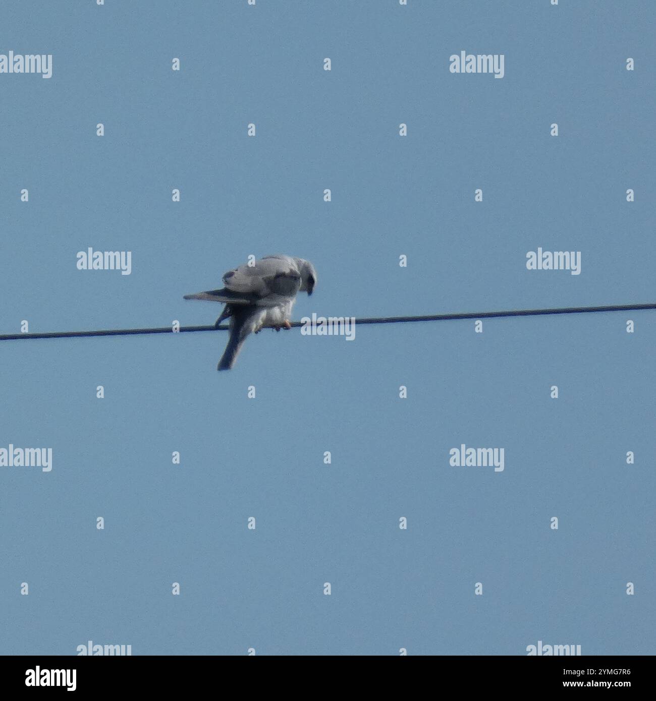 White-tailed Kite (Elanus leucurus Stock Photo - Alamy