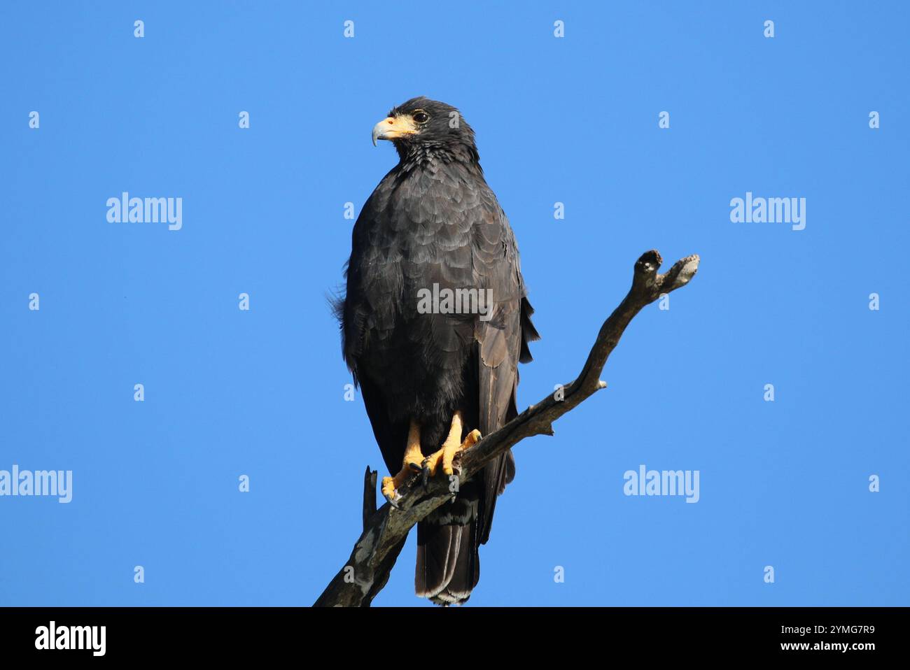 Common Black Hawk (Buteogallus anthracinus Stock Photo - Alamy