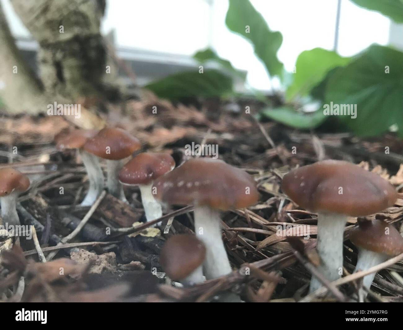 Wavy Cap (Psilocybe cyanescens Stock Photo - Alamy