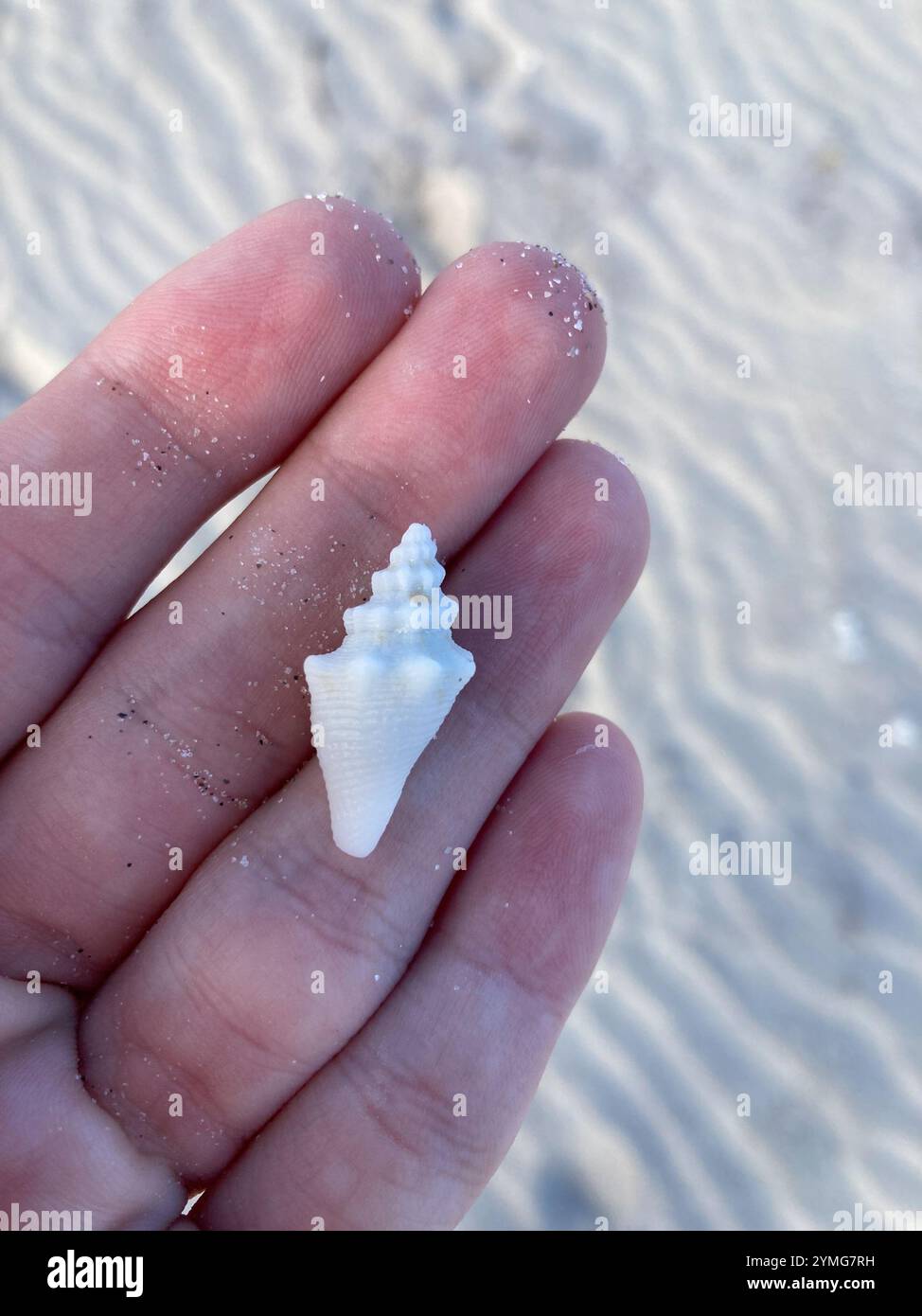 Queen Conch (Aliger gigas Stock Photo - Alamy