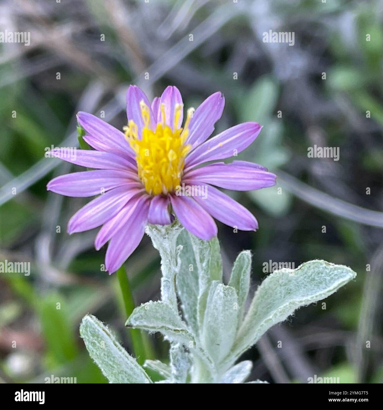 Corethrogyne filaginifolia hi-res stock photography and images - Alamy