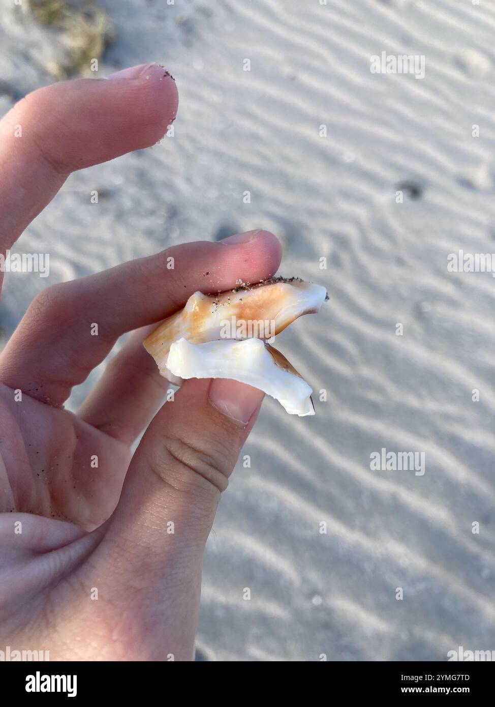 Pugilis hi-res stock photography and images - Alamy