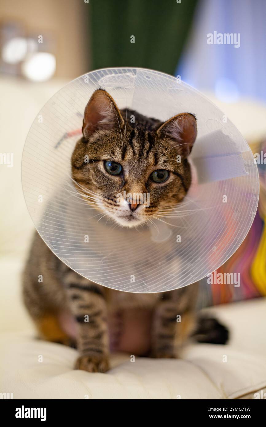 Green eyes cat in a post-operative cone after a surgery on his belly ...