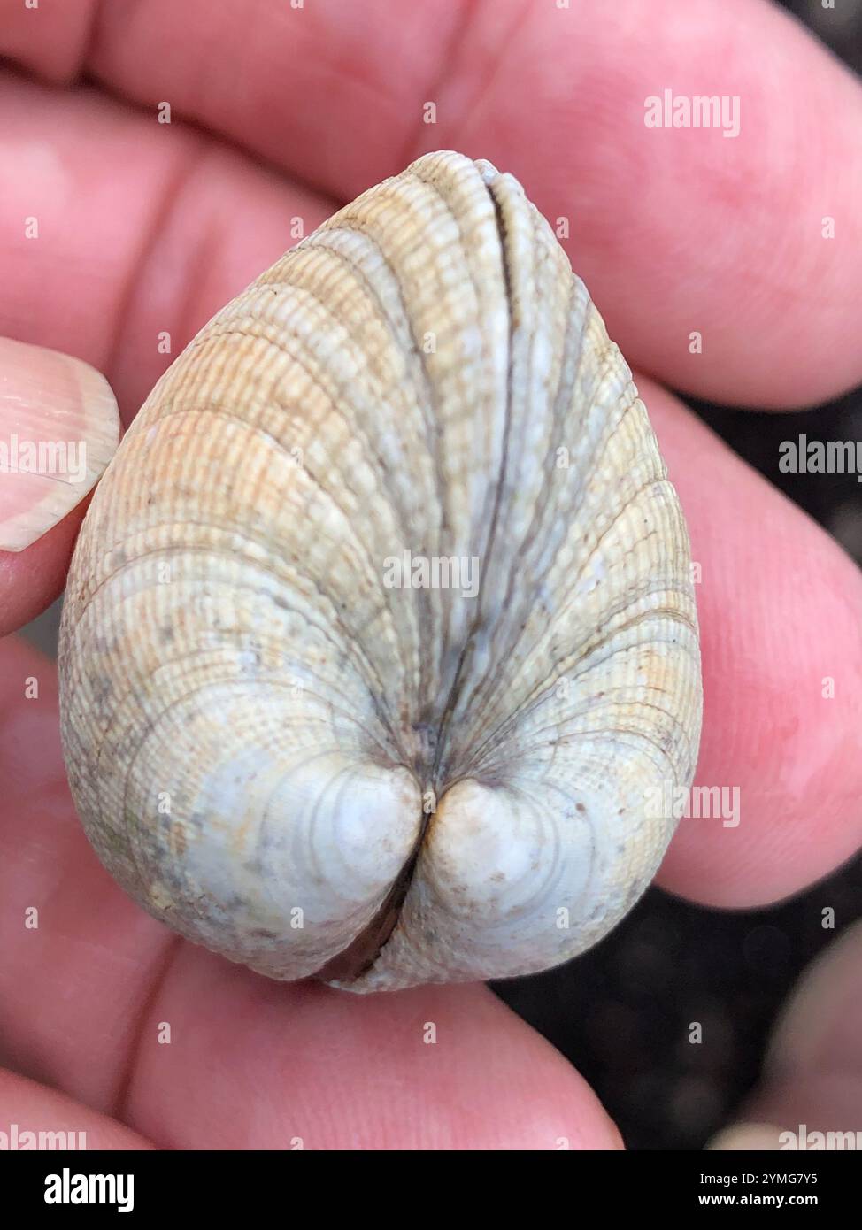 Pacific Littleneck Clam (Leukoma staminea Stock Photo - Alamy