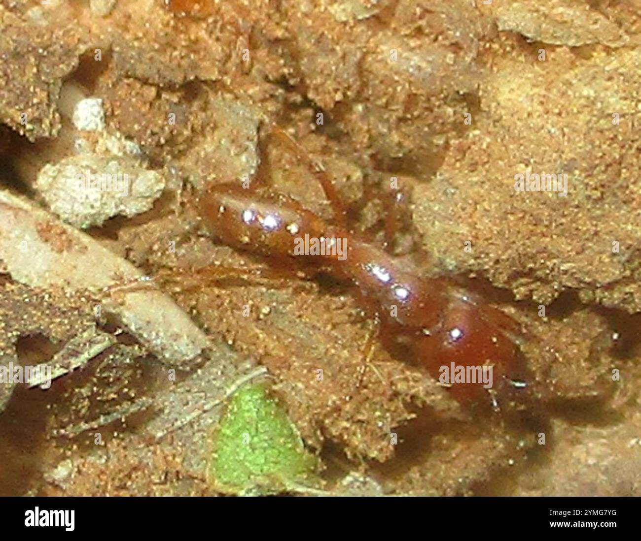 Driver Ants and Allies (Dorylus Stock Photo - Alamy