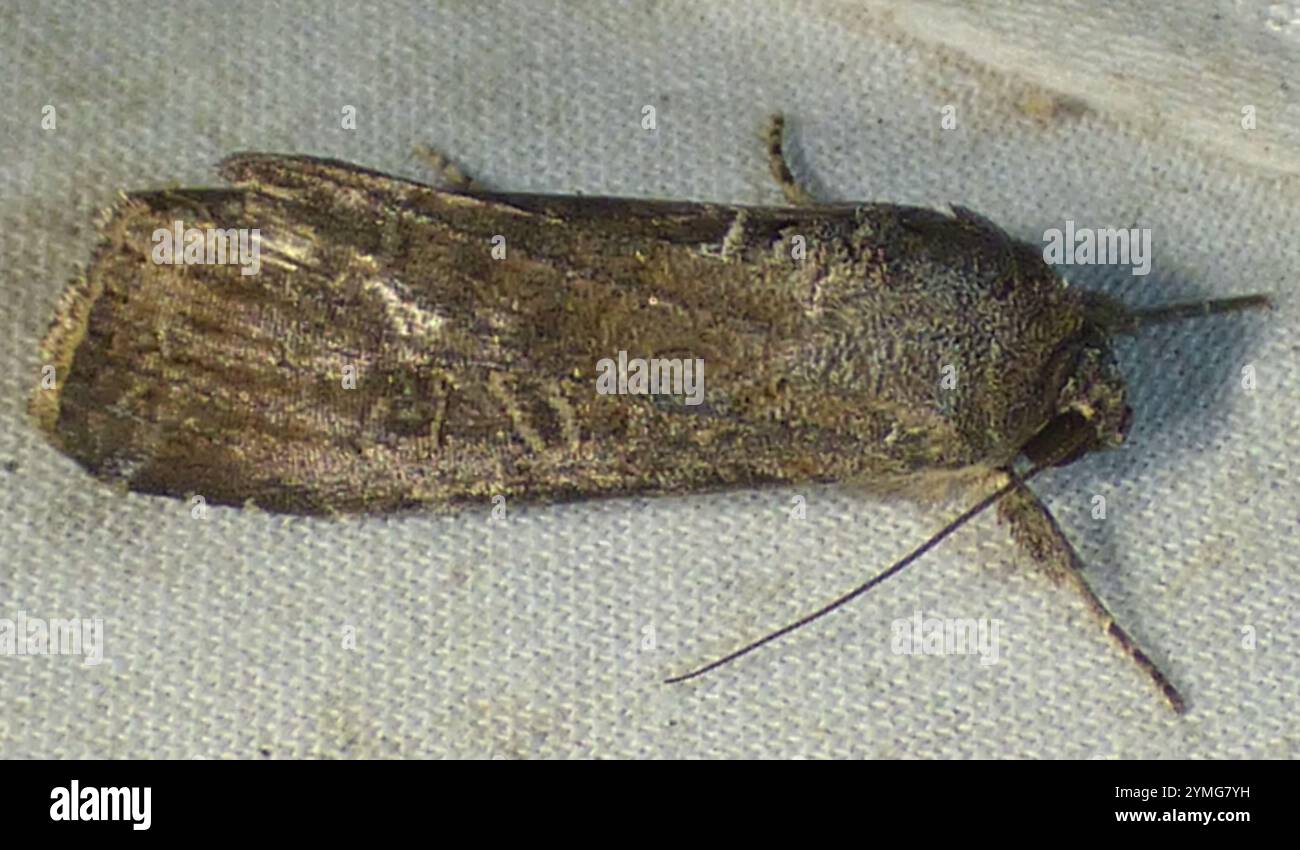Fall Armyworm Moth (Spodoptera frugiperda Stock Photo - Alamy