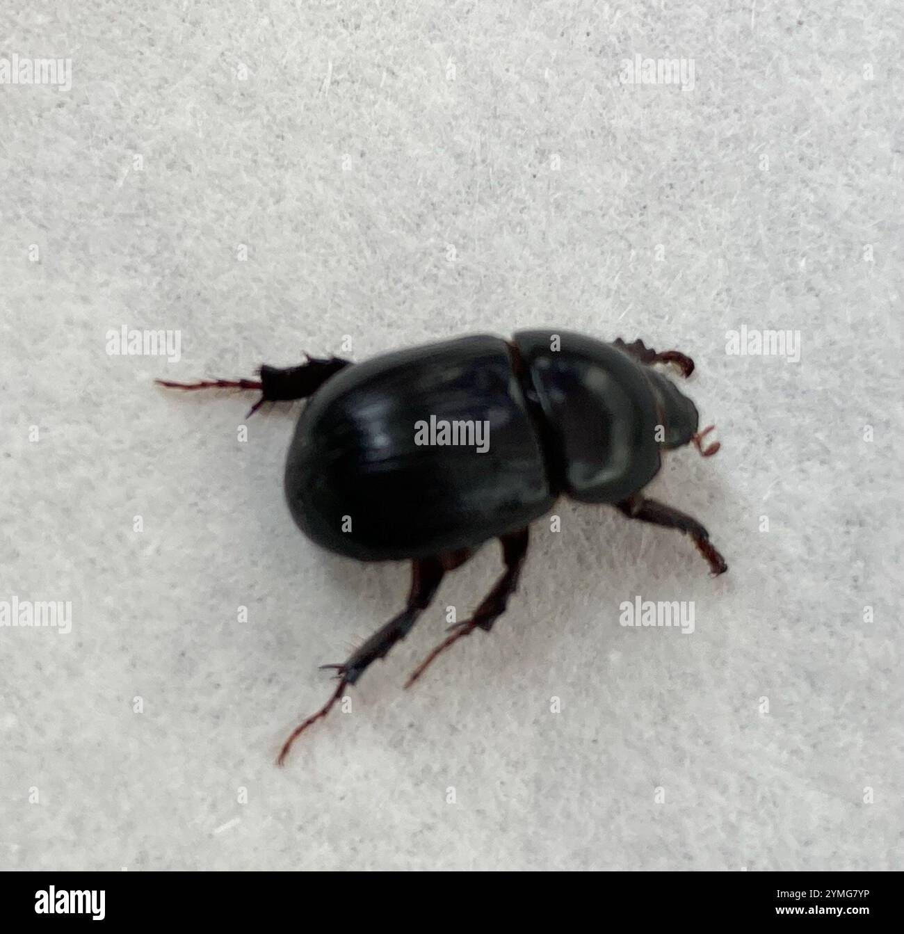 African Black Beetle (Heteronychus arator Stock Photo - Alamy