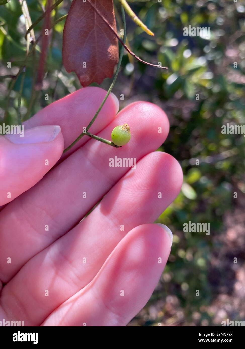 laurel dodder (Cassytha filiformis Stock Photo - Alamy