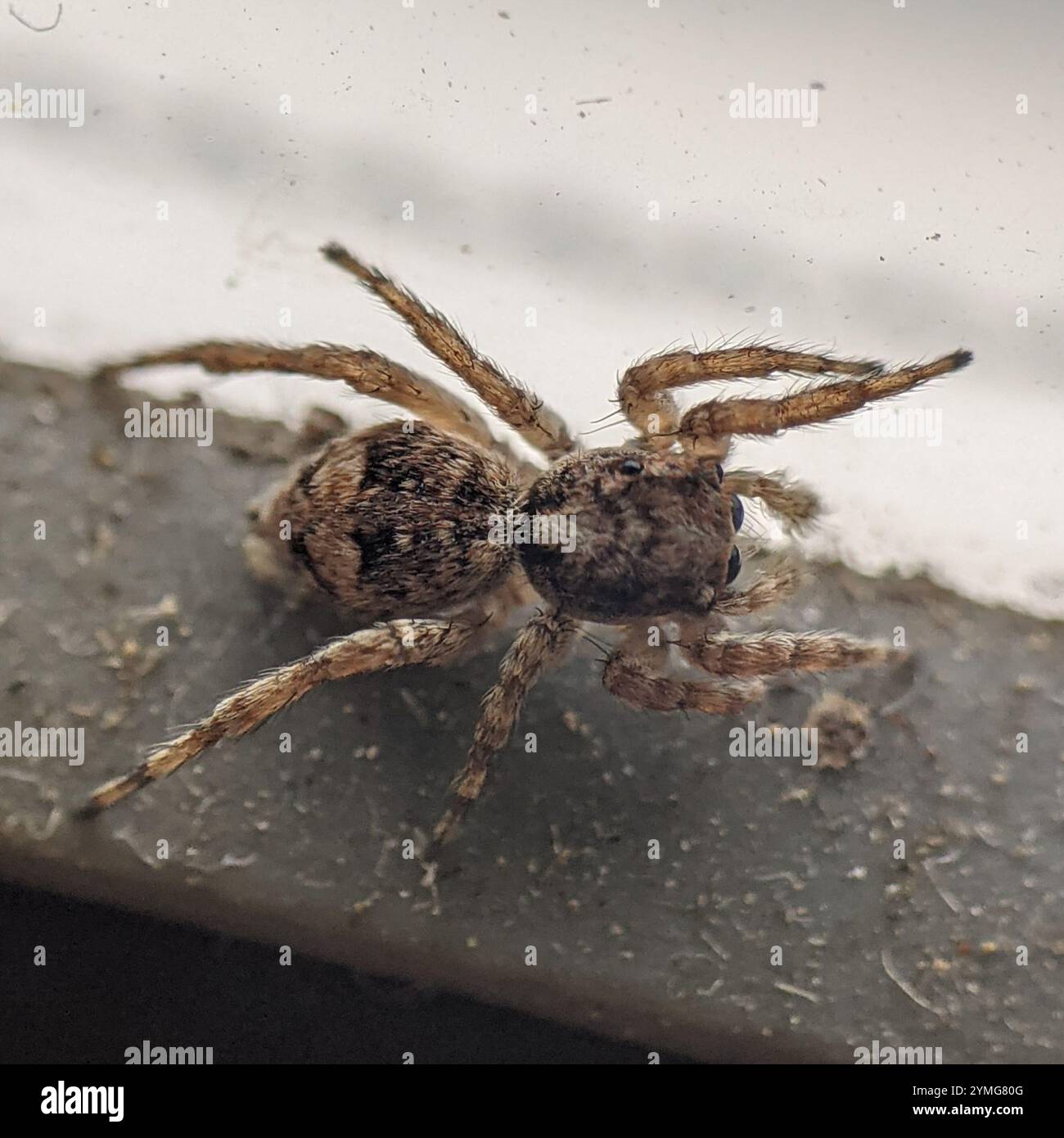 Attulus hi-res stock photography and images - Alamy