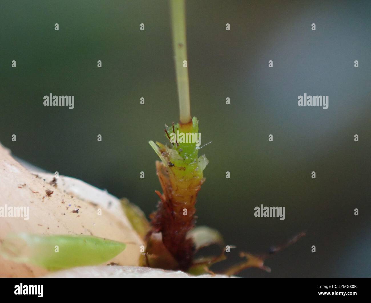 Brown Screw-moss (Syntrichia princeps Stock Photo - Alamy