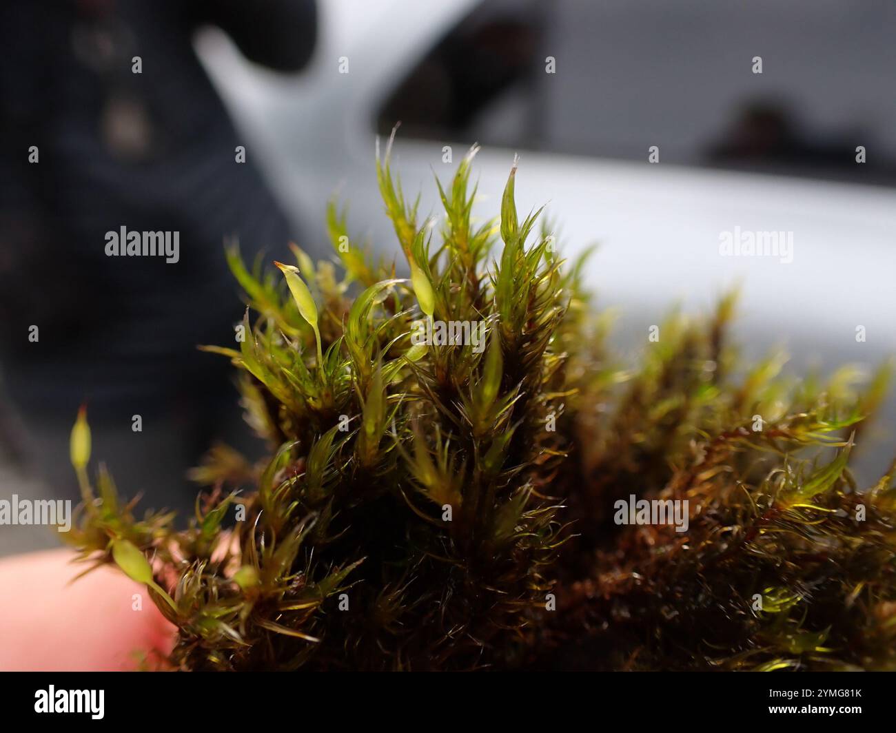 Lawton's Rock Moss (Racomitrium lawtonae Stock Photo - Alamy