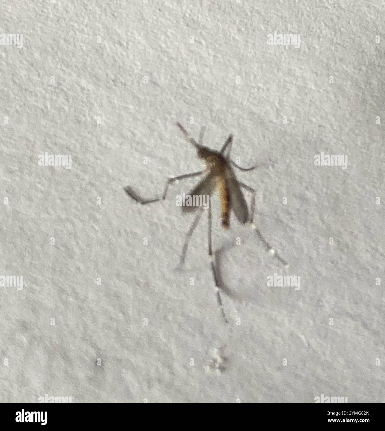 Striped Mosquito (Aedes notoscriptus Stock Photo - Alamy