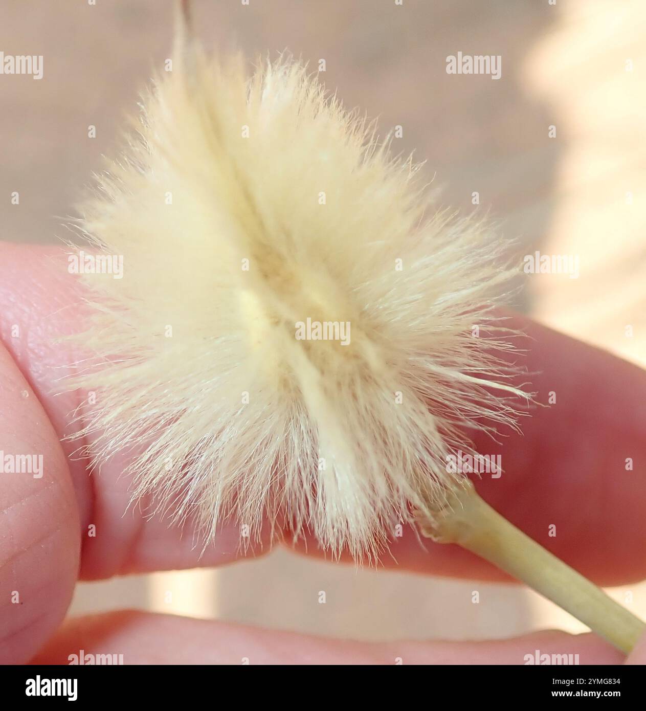 Spartea hi-res stock photography and images - Alamy