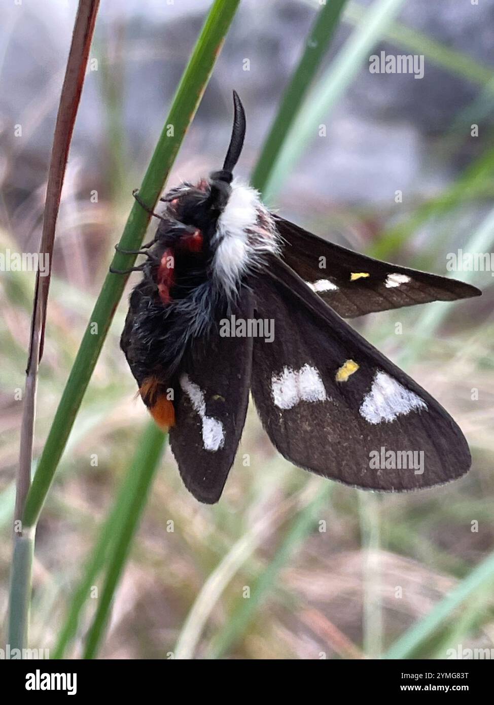 Buckmoth hi-res stock photography and images - Alamy