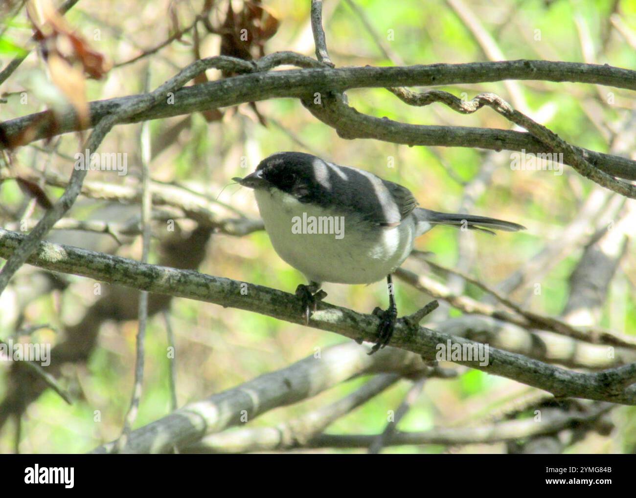 Grayish Baywing (Agelaioides badius Stock Photo - Alamy