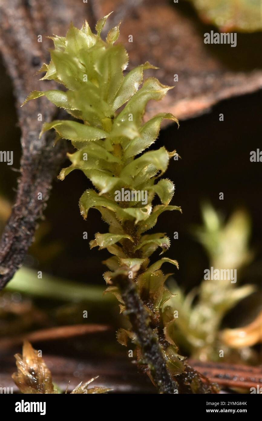 magnificent leafy moss (Plagiomnium venustum Stock Photo - Alamy