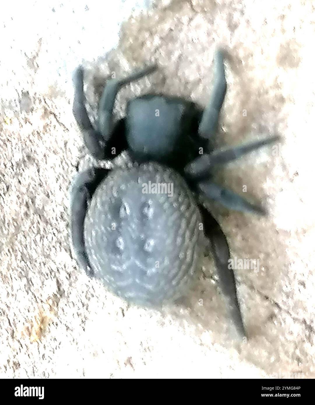 Velvet Spiders (Eresidae Stock Photo - Alamy