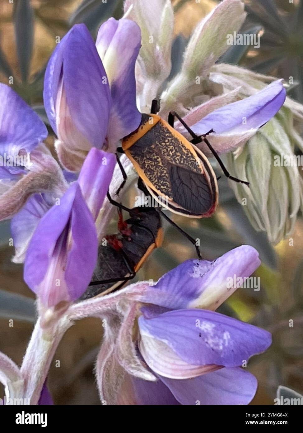 California Bordered Plant Bug (Largus californicus Stock Photo - Alamy