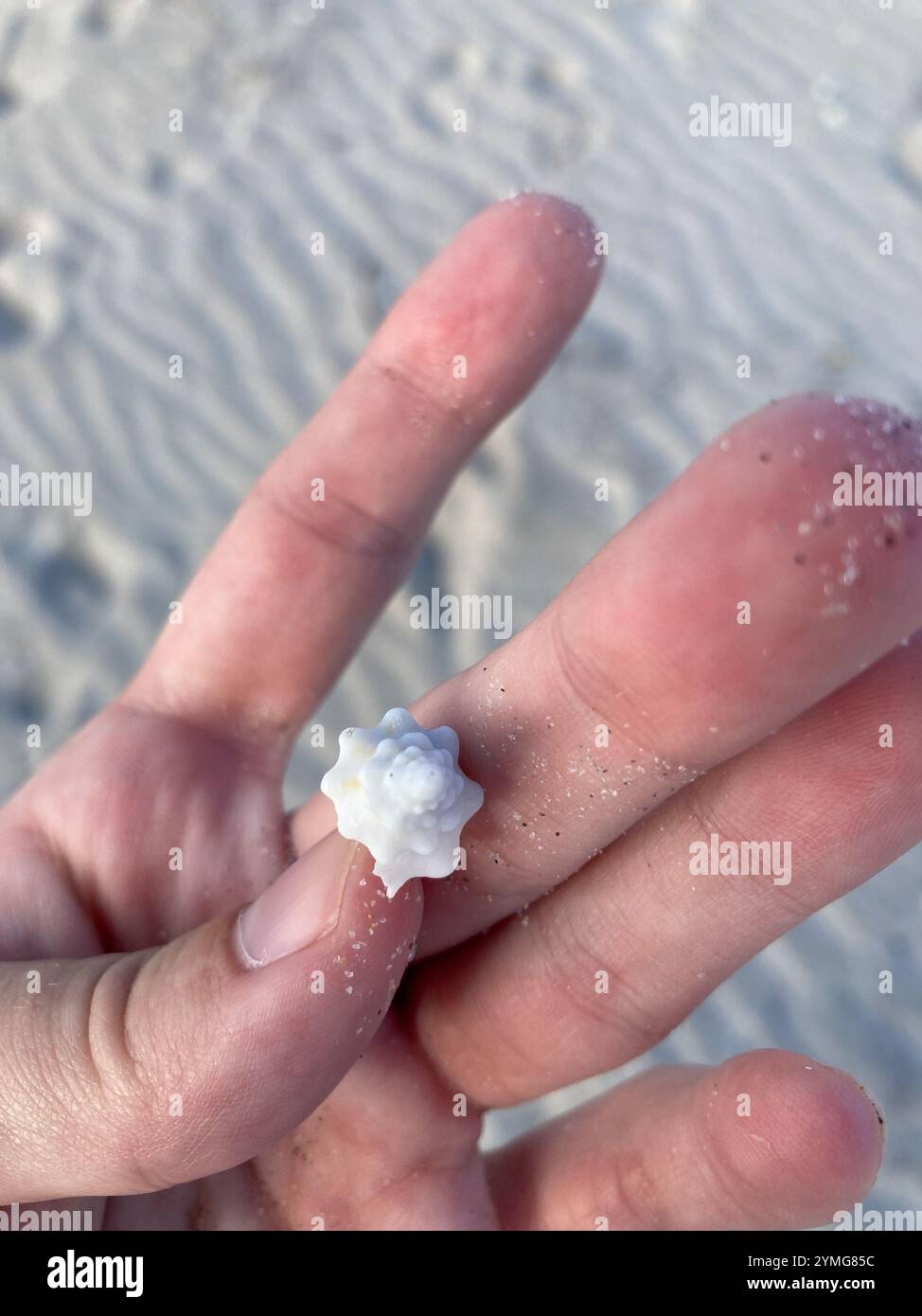 Queen Conch (Aliger gigas Stock Photo - Alamy