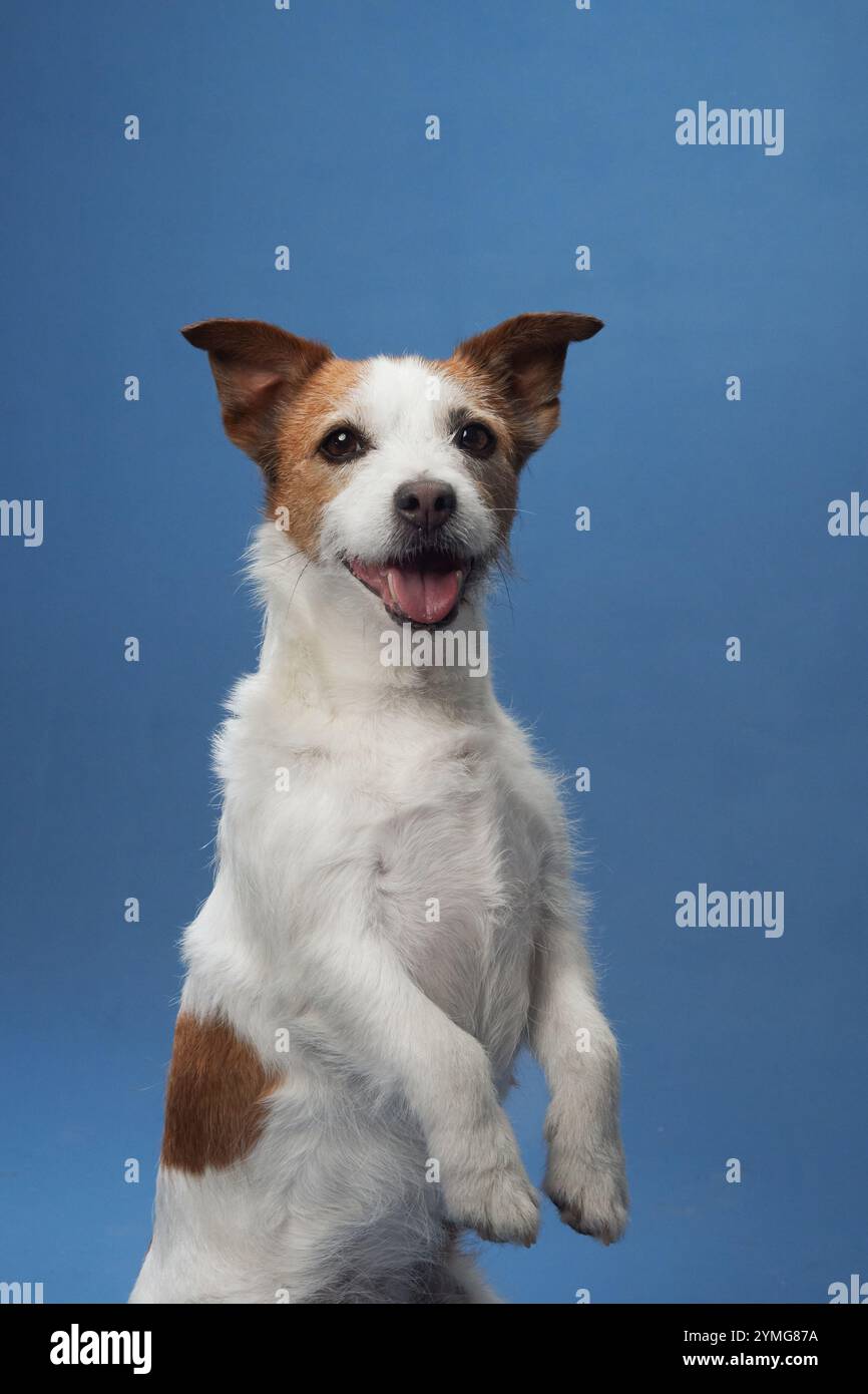 A Jack Russell Terrier sits upright on its hind legs against a blue ...