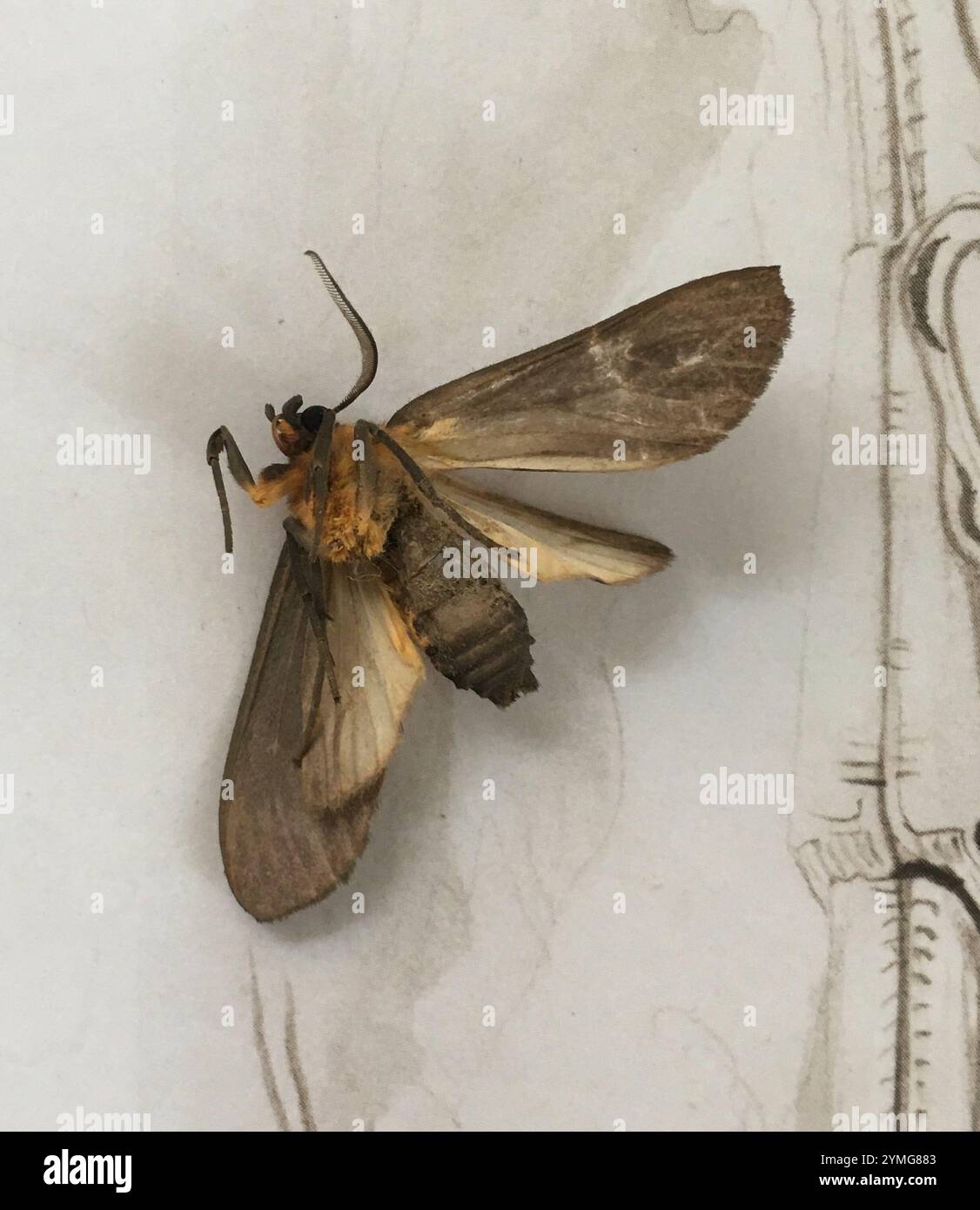 Tiger Moths and Allies (Arctiinae Stock Photo - Alamy