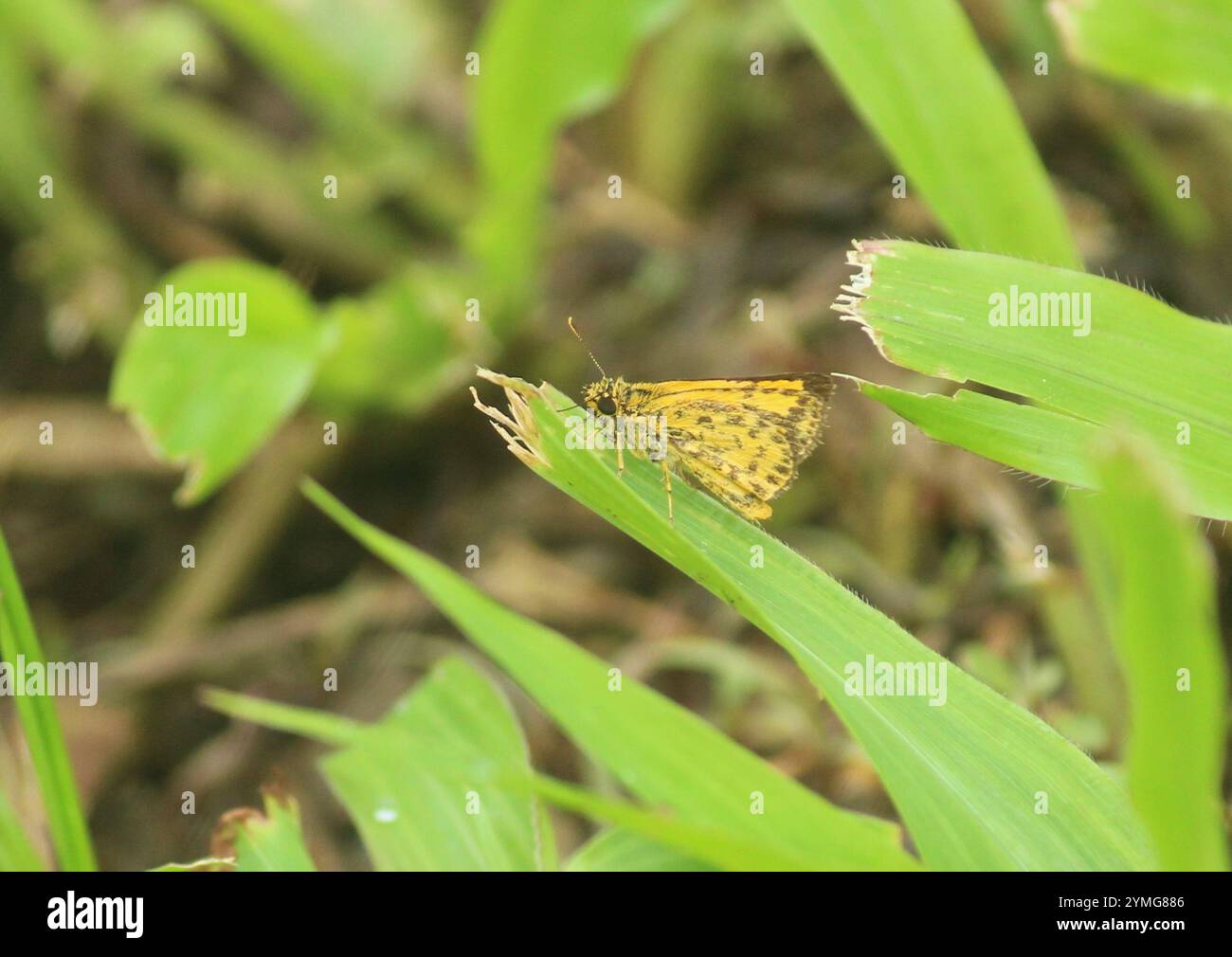 Common Bush Hopper (Ampittia dioscorides Stock Photo - Alamy