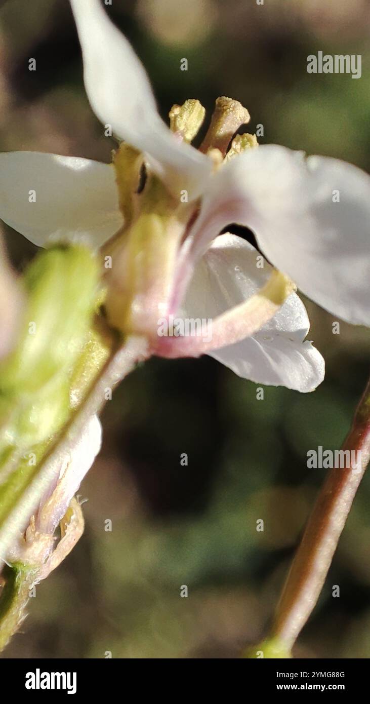 White Wall-rocket (Diplotaxis erucoides Stock Photo - Alamy