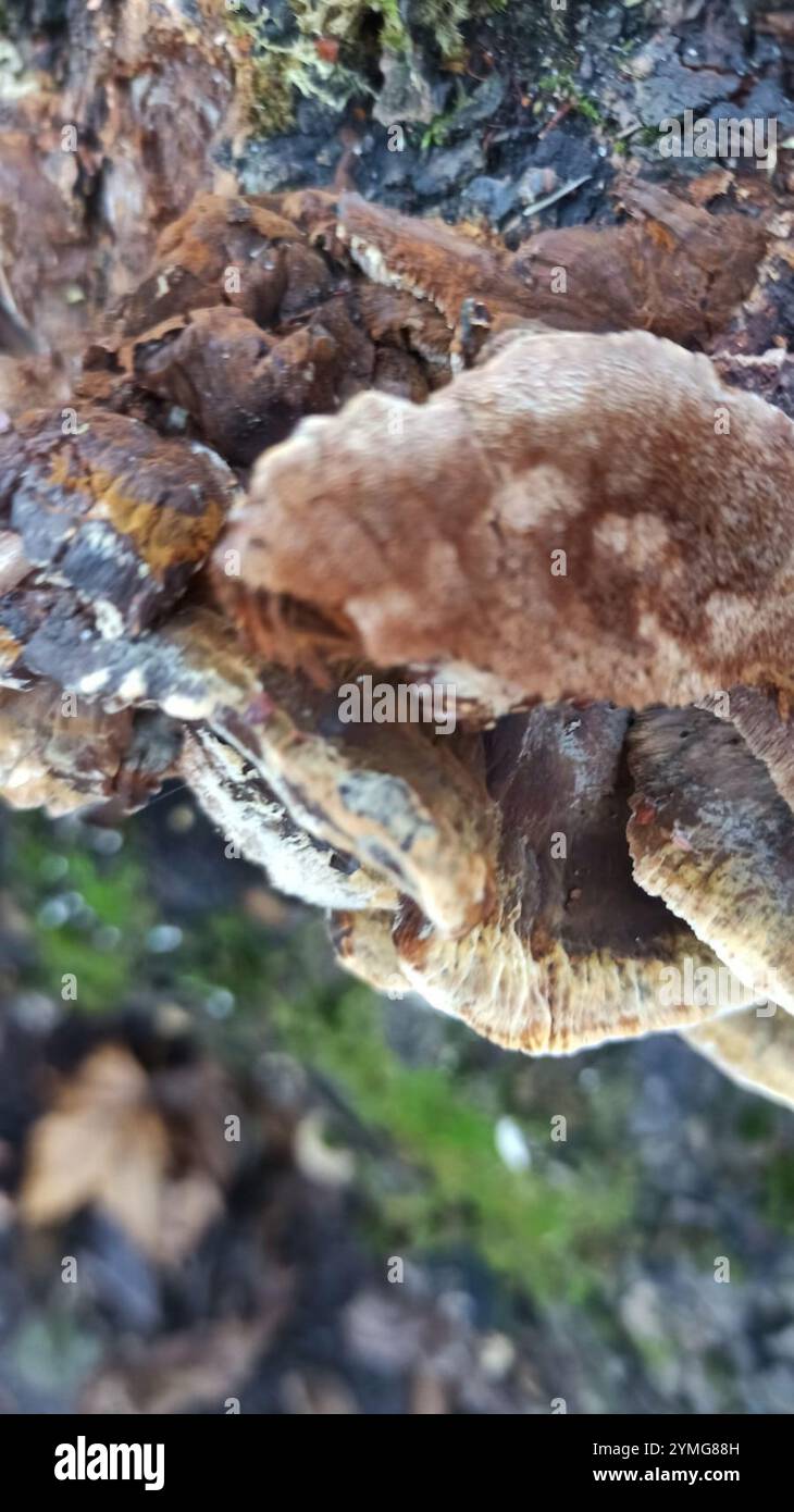Alder Bracket (Mensularia radiata Stock Photo - Alamy