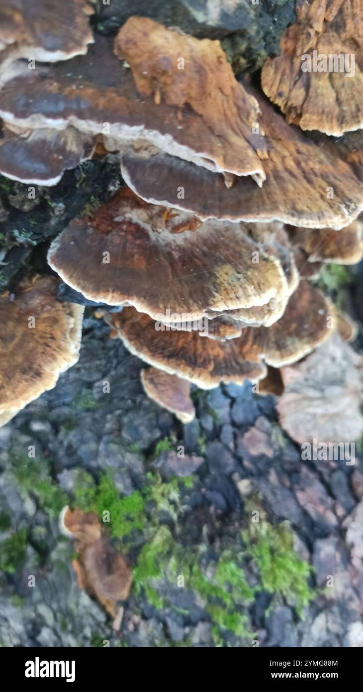 Alder Bracket (Mensularia radiata Stock Photo - Alamy