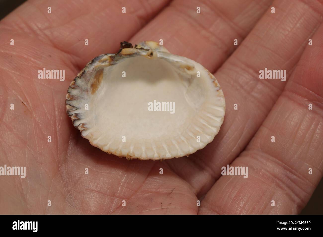 Common Cockle (Cerastoderma edule Stock Photo - Alamy