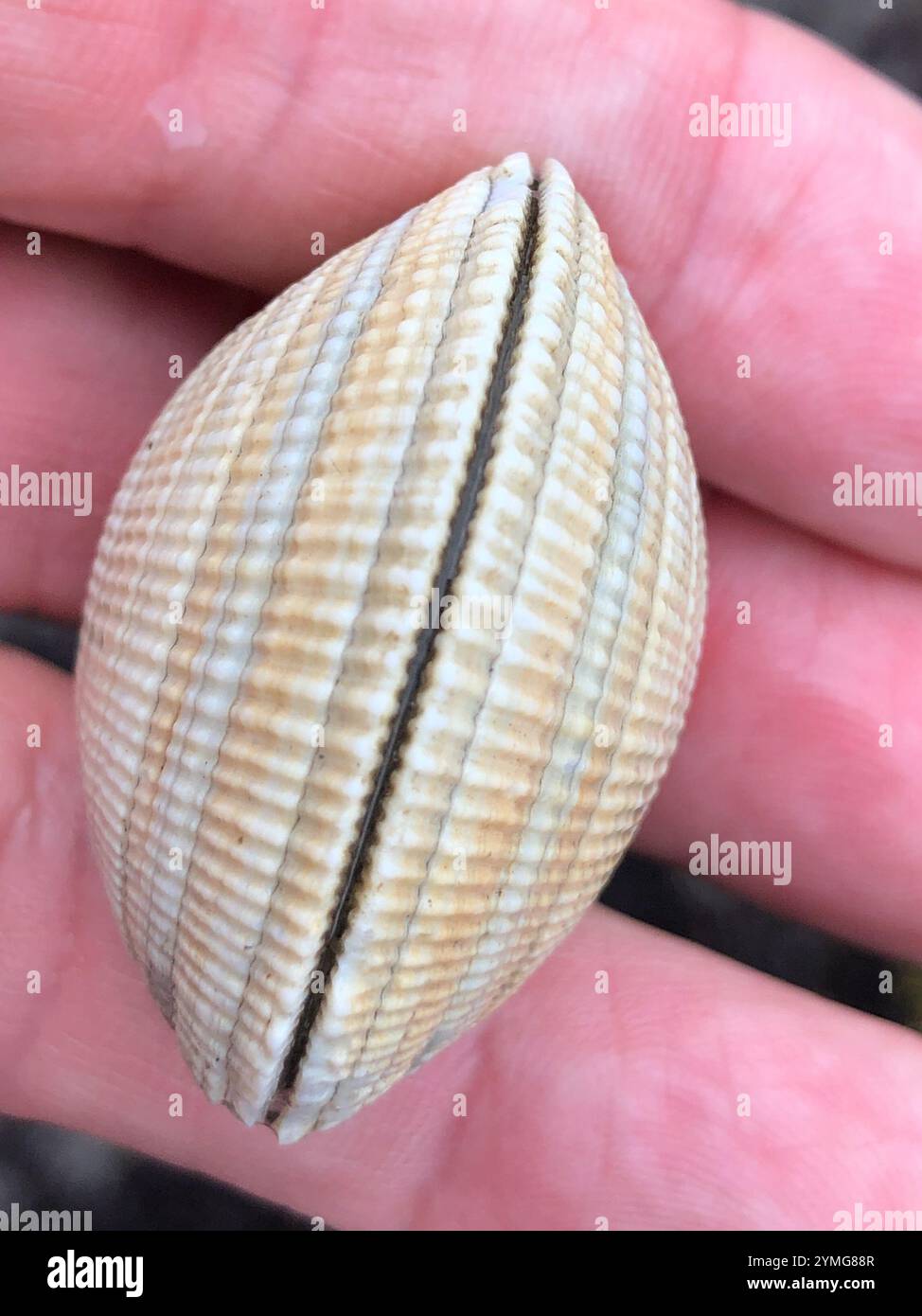 Pacific Littleneck Clam (Leukoma staminea Stock Photo - Alamy